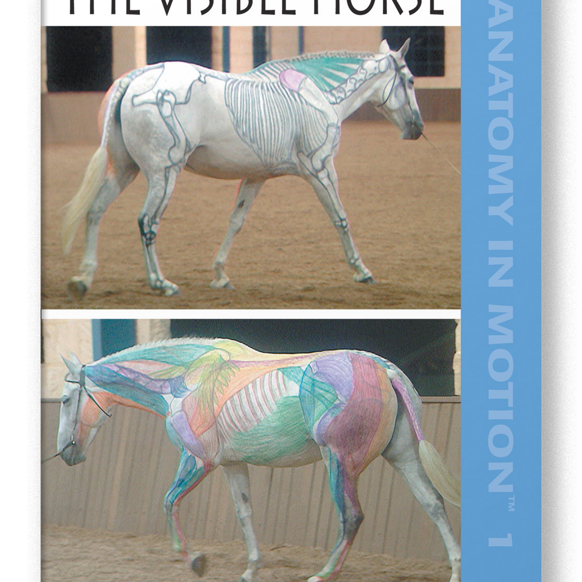 Anatomy In Motion 1: The Visible Horse (DVD or Streaming Video ...
